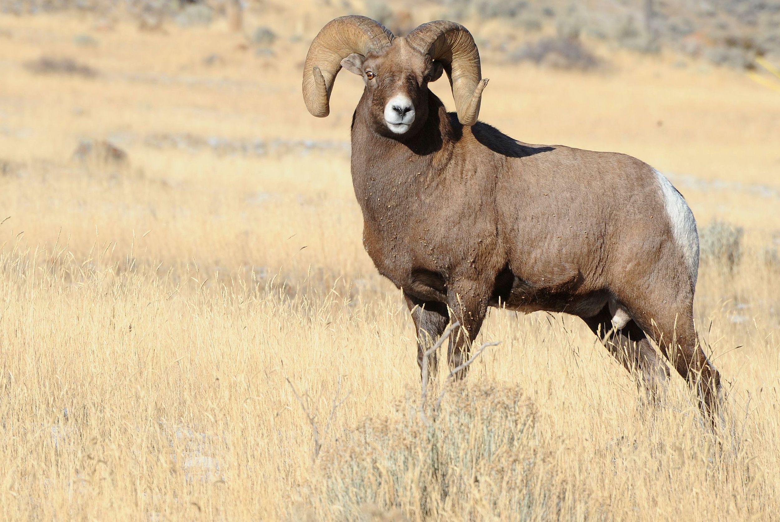 Montana launching studies to understand bighorn sheep populations