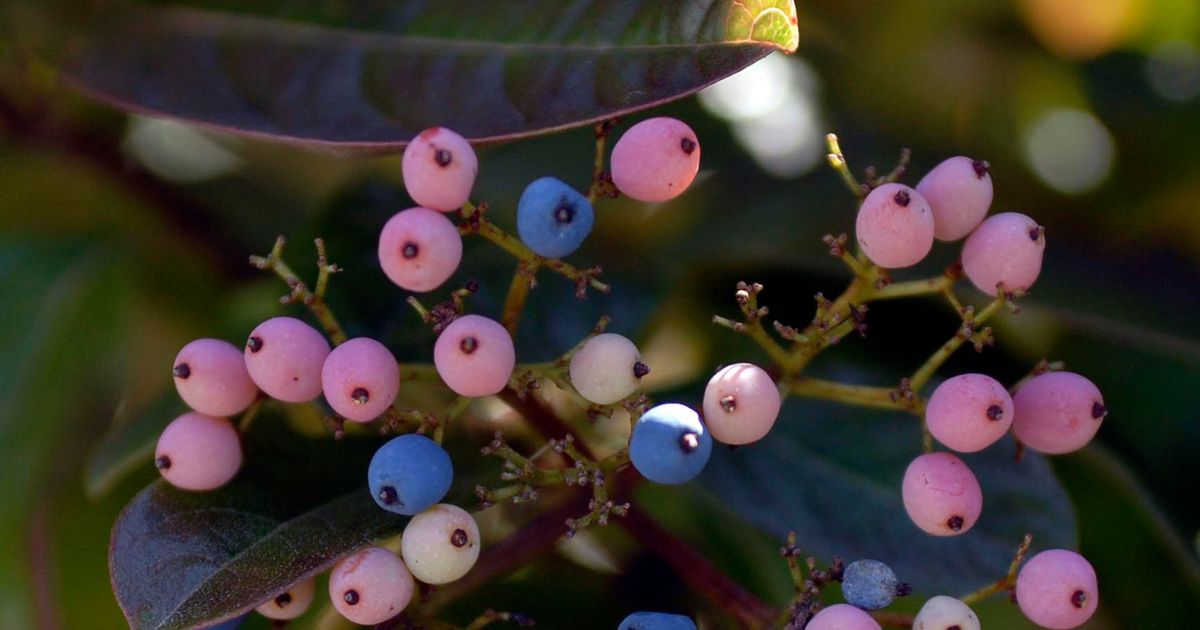 Want to help birds this winter? Plant native berries.