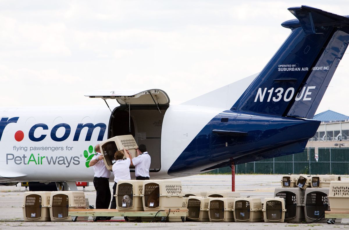 All pet airline takes wing