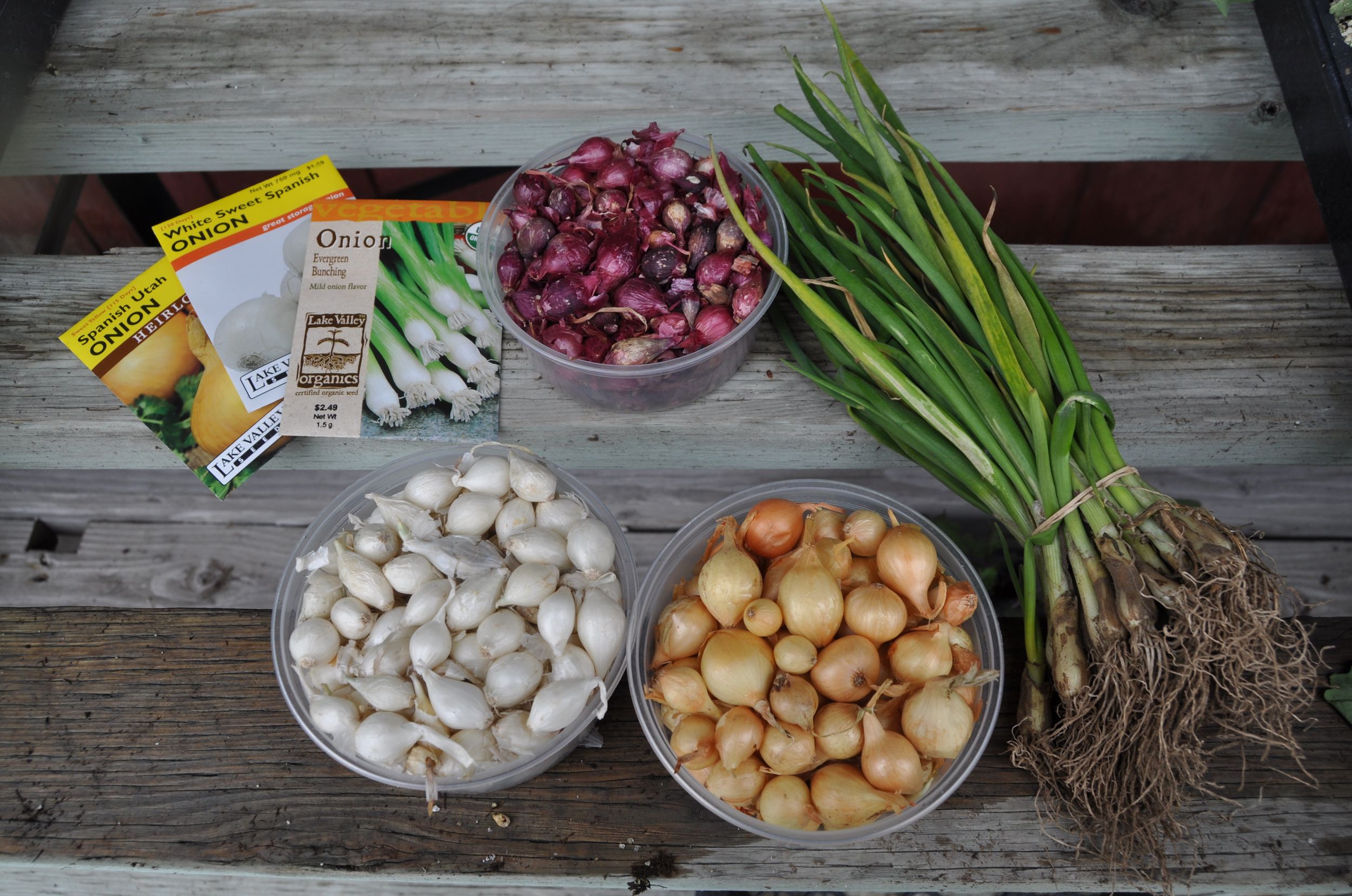 Gardening: Now is a sweet time to plant onions