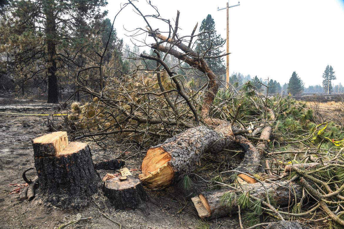 State finds weakened tree needed 'closer inspection' to prevent fire ...
