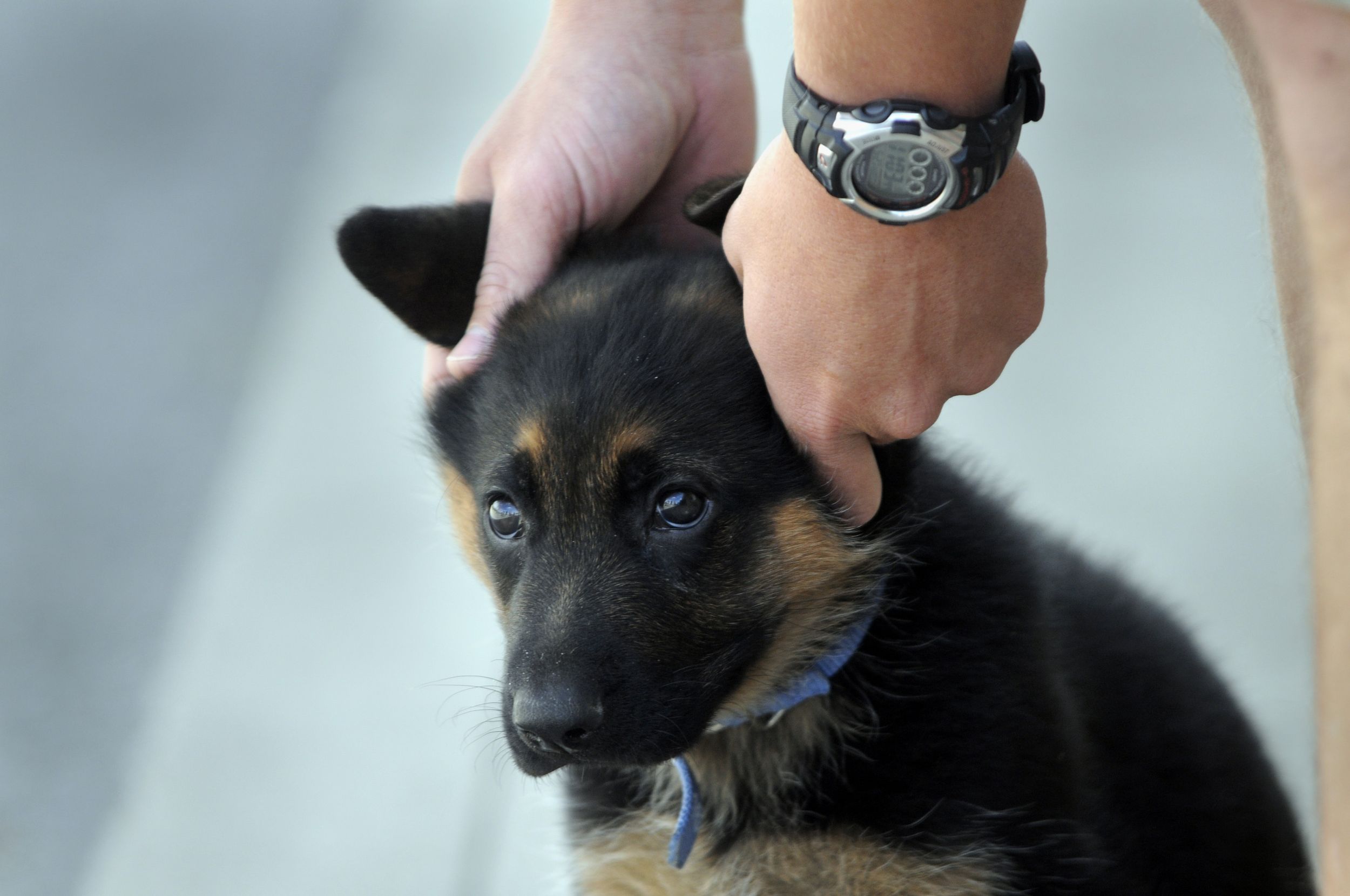 Police Puppy - May 27, 2009 | The Spokesman-Review