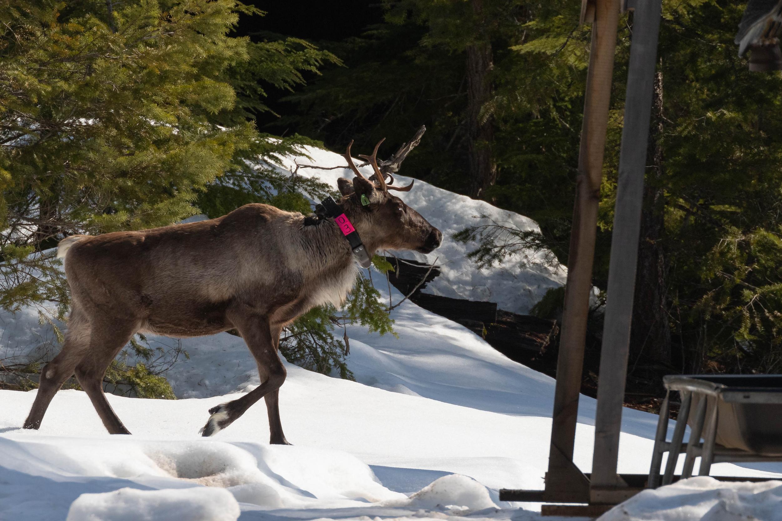 U.S. tribes bolster caribou restoration in British Columbia - May 16 ...