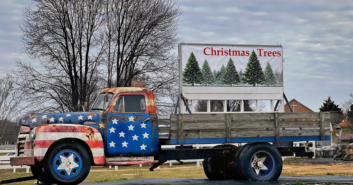 The perfect Christmas tree does exist, but it won't be ready until 2036