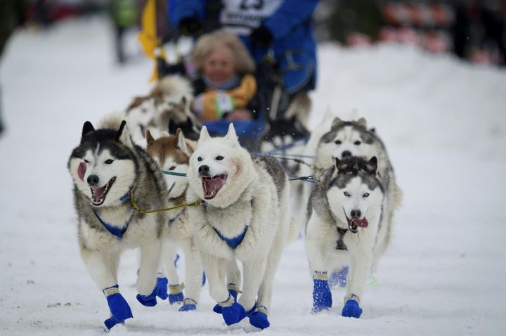 Iditarod sled dog race across Alaska kicks off this weekend