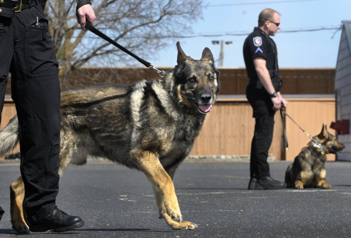 Spokane police K-9 Var honored after death
