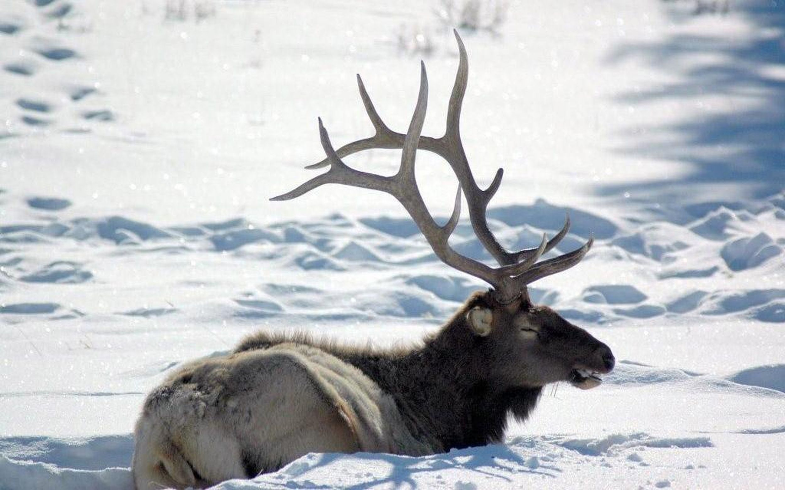 Battle in Yellowstone: Video shows long-legged elk schooling wolves