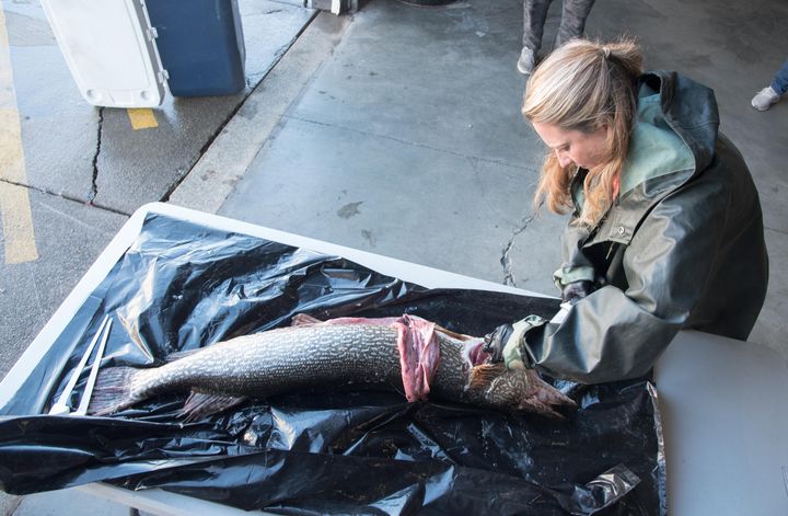 State upgrades northern pike invasive species listing | The Spokesman ...