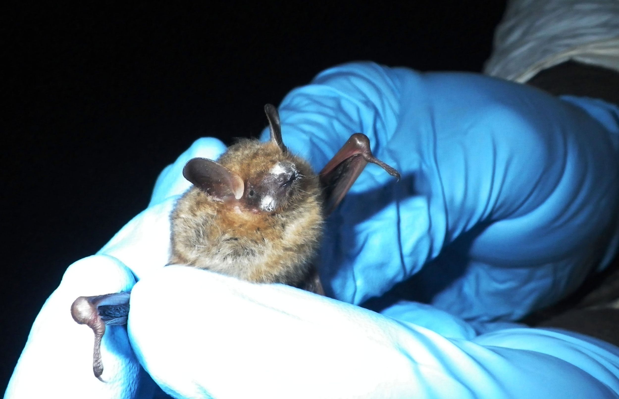 Rabid bat found in Spokane County