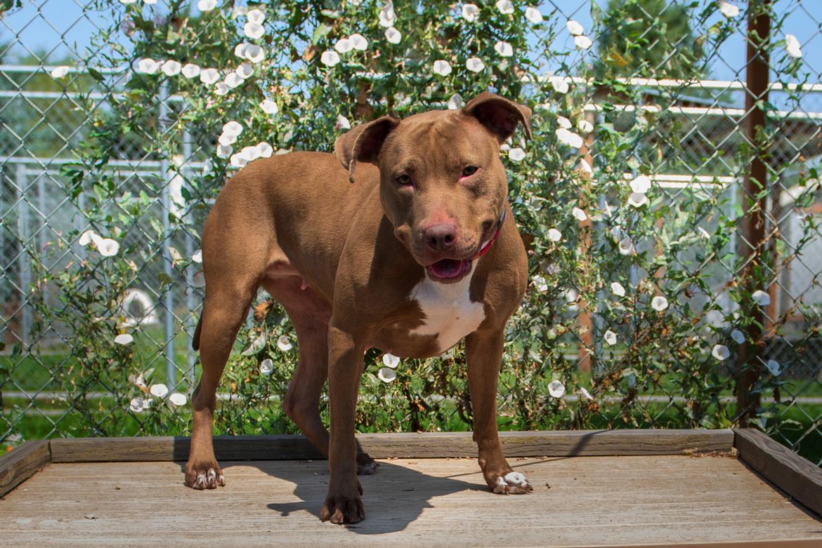 Feature creature: Ruby needs a one-pet home