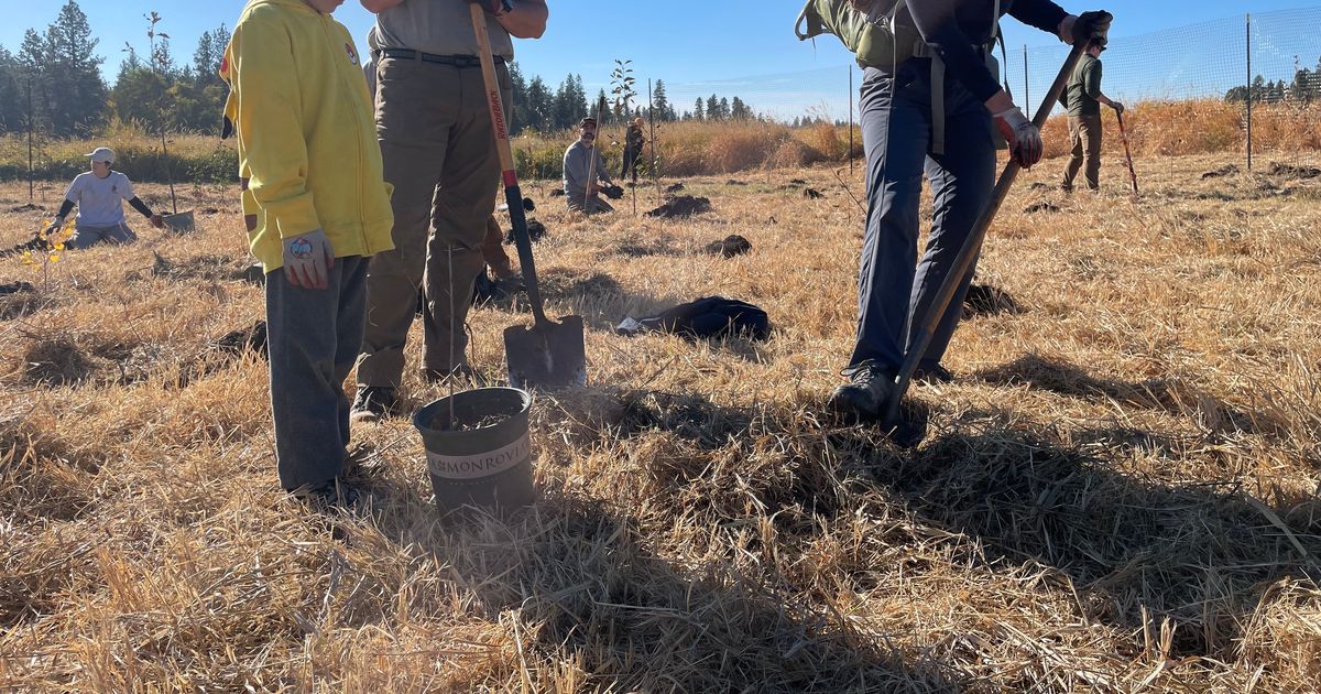 Volunteers plant over 1,000 trees to improve ecosystem at Spokane ...