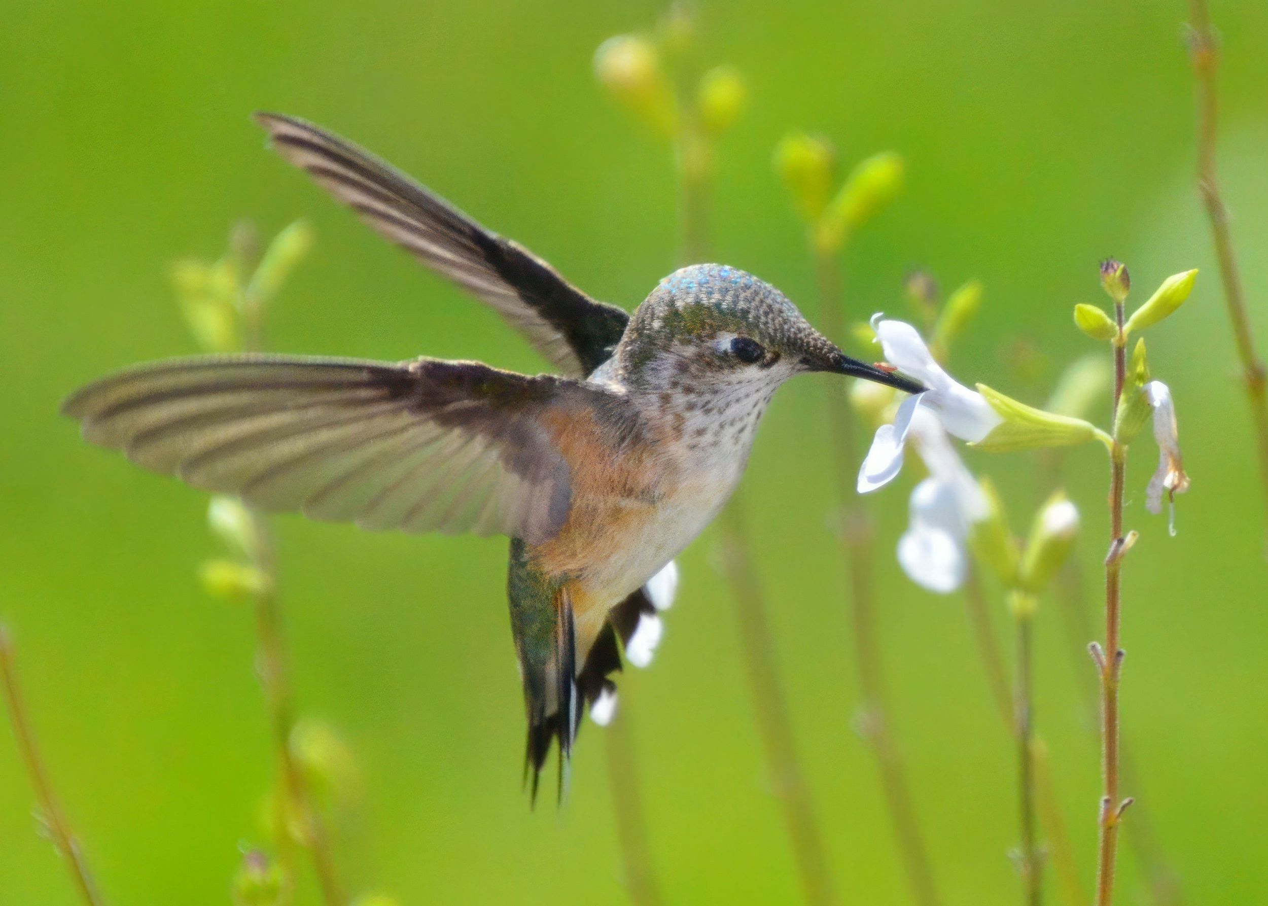 Spokane Valley hummingbird