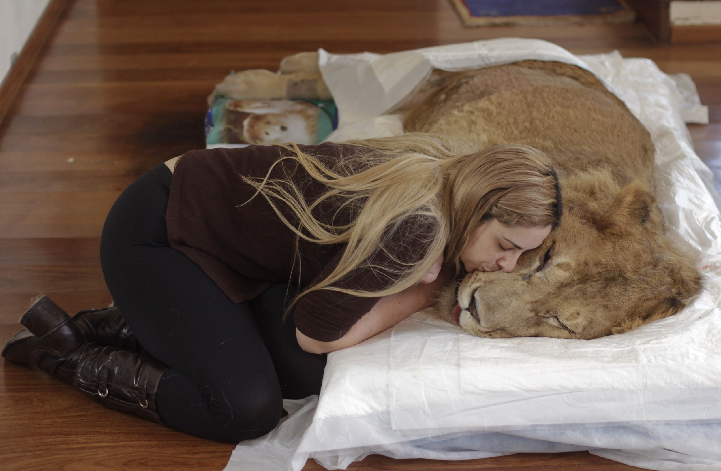 Paralyzed lion has many friends