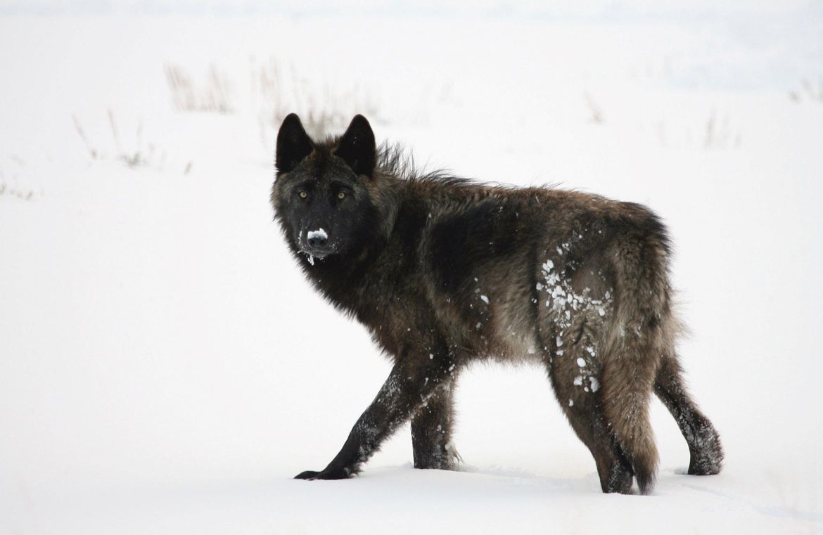 Yellowstone wolf’s killing raises questions