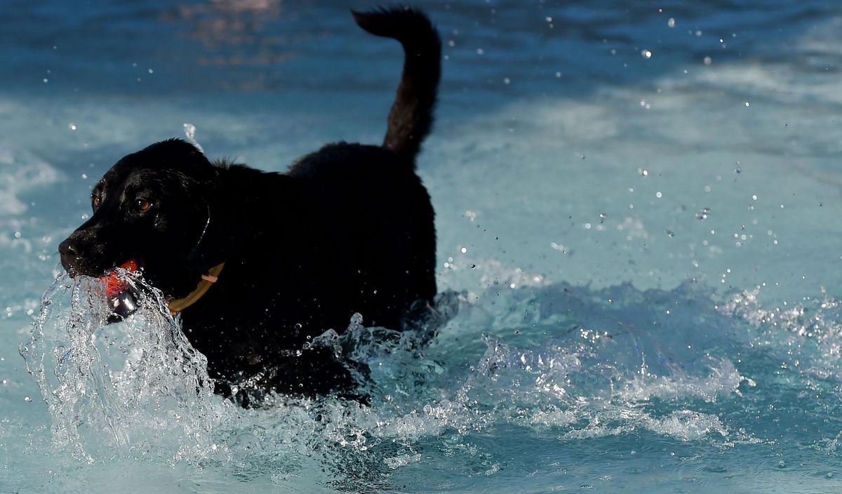 Doggie Dip - Aug. 26, 2019 | The Spokesman-Review