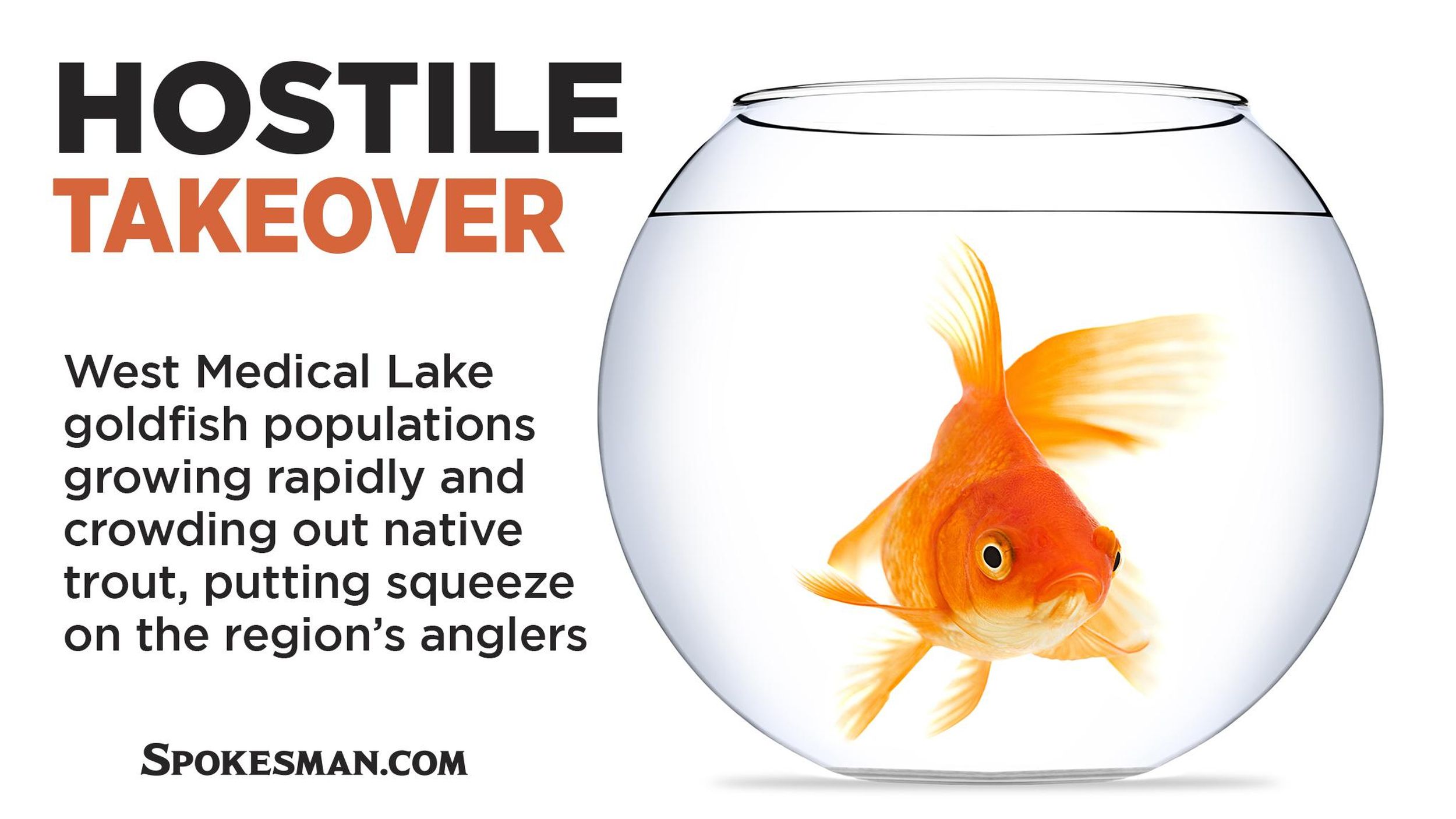 Facing exploding goldfish populations, Fish and Wildlife Department ...