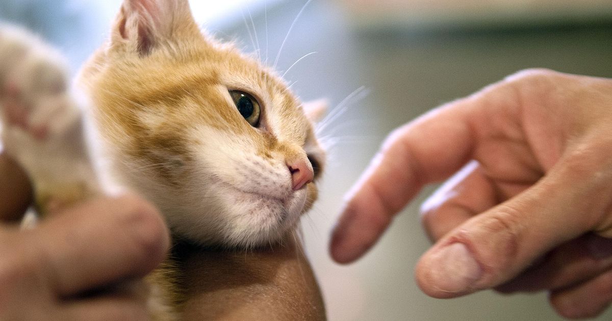 PETA offers up to $5,000 for information on alleged cat killings | The ...