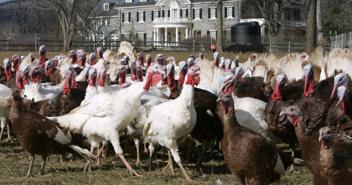 Turkeys’ new pecking order
