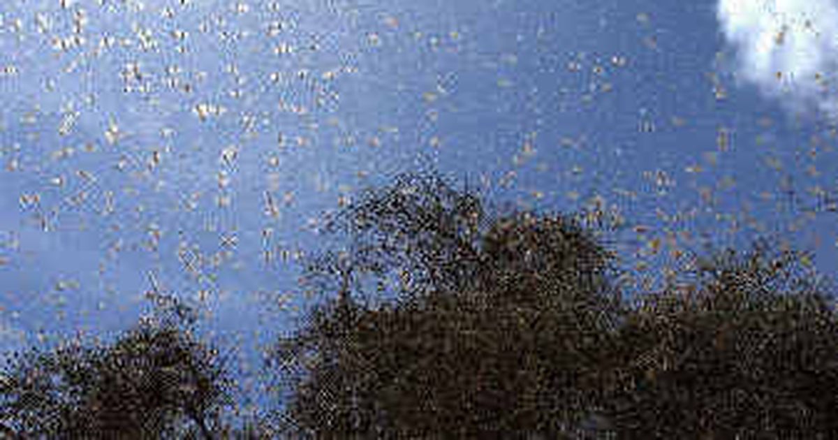 Locusts swarm over city