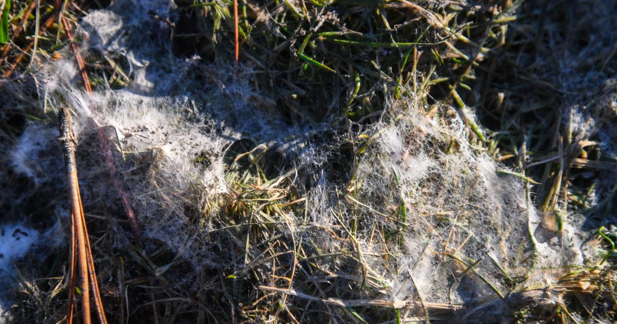 Melting snow reveals moldy lawns, golf courses in Spokane