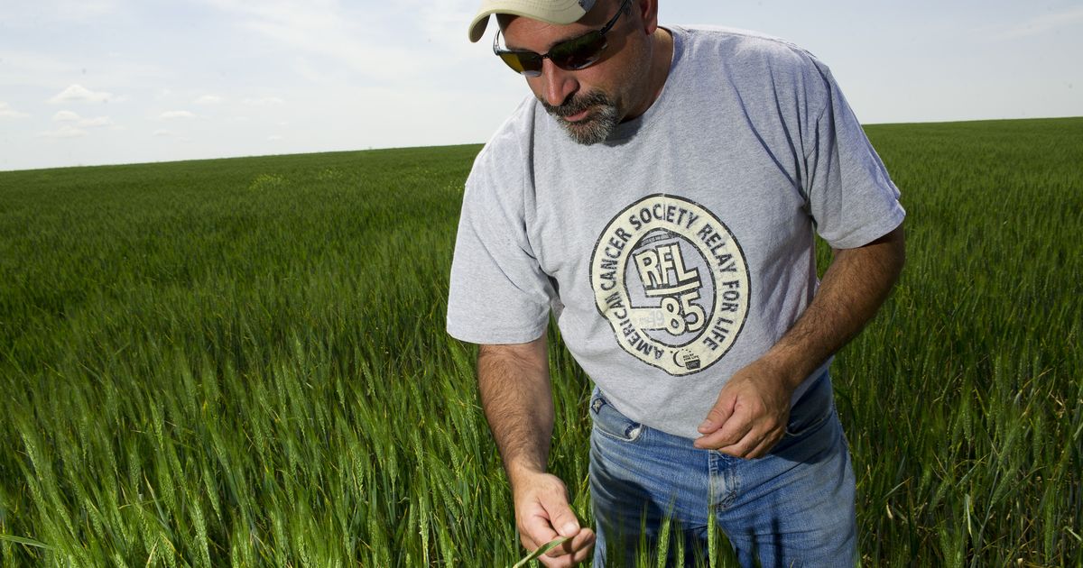 Persistent rain helping, hindering wheat crops