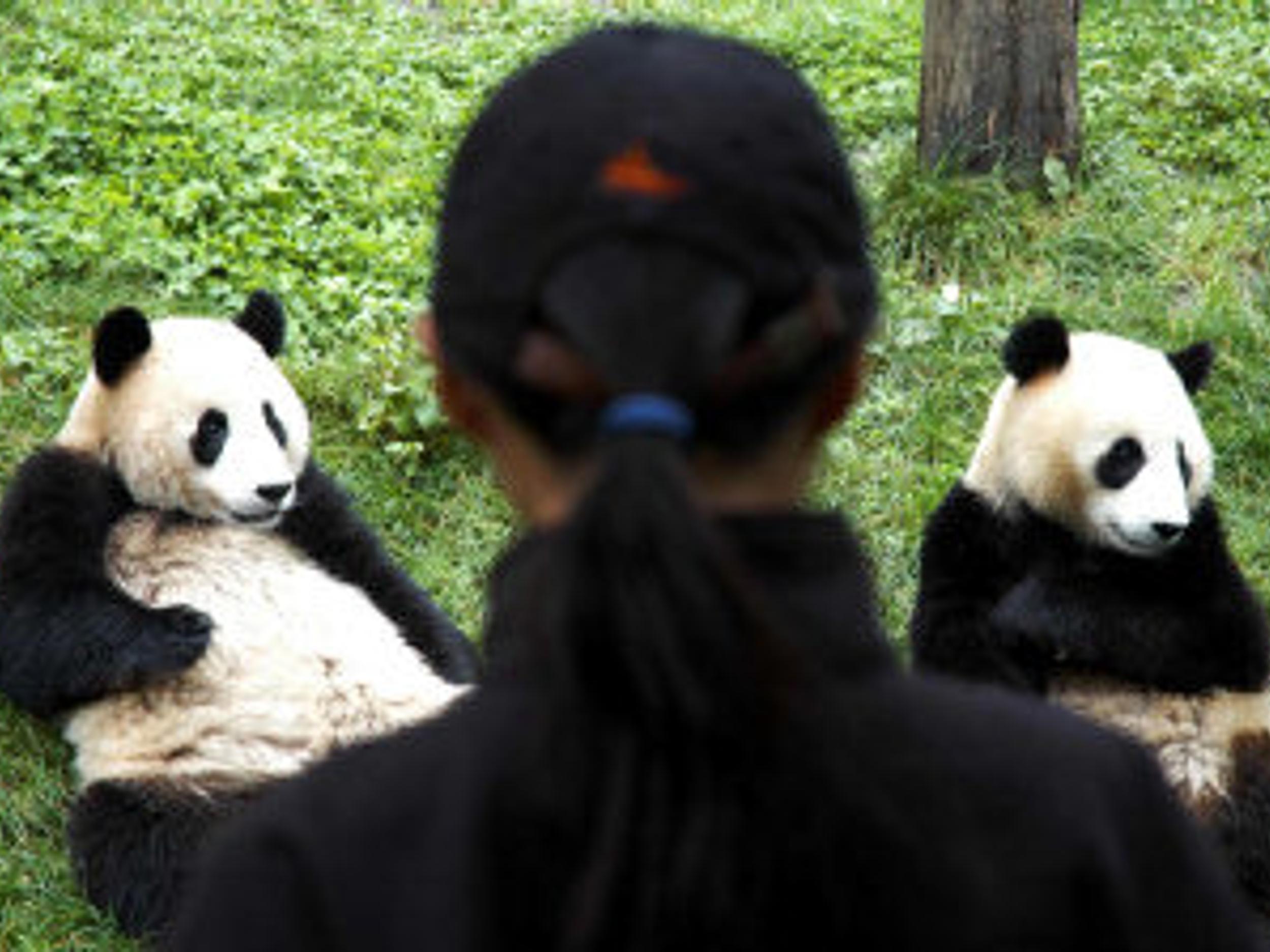 Zoolog Og Panda