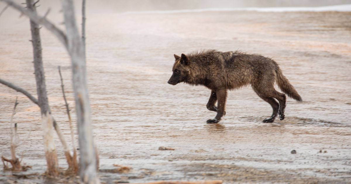 Revisiting Yellowstone's trophic cascade: Wolves' effect on aspen ...