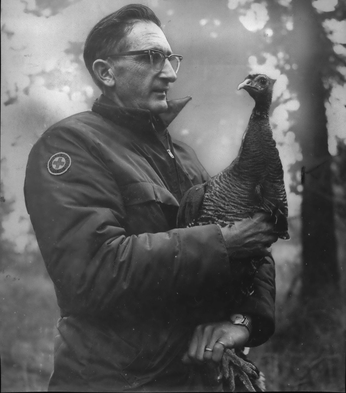 Inland Northwest’s thriving turkey population is an invasive nuisance ...