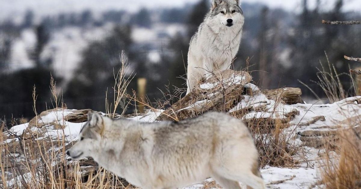Descendants of historic Pennsylvania wolves live in Montana