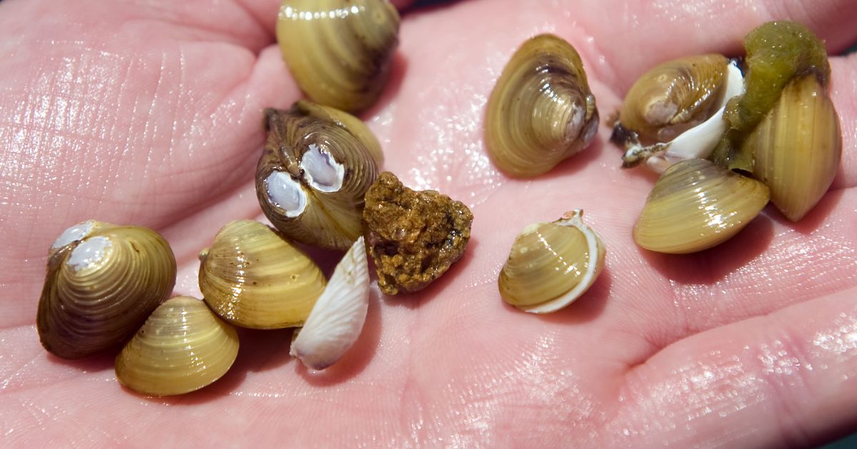 Divers to assess Asian clam invasion in Pend Oreille