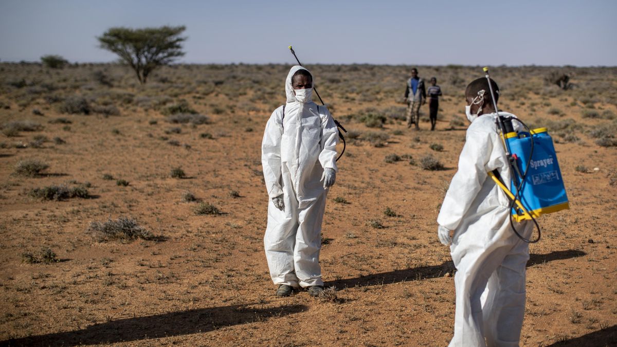 East Africa’s huge locust outbreak now spreads to Congo | The Spokesman ...