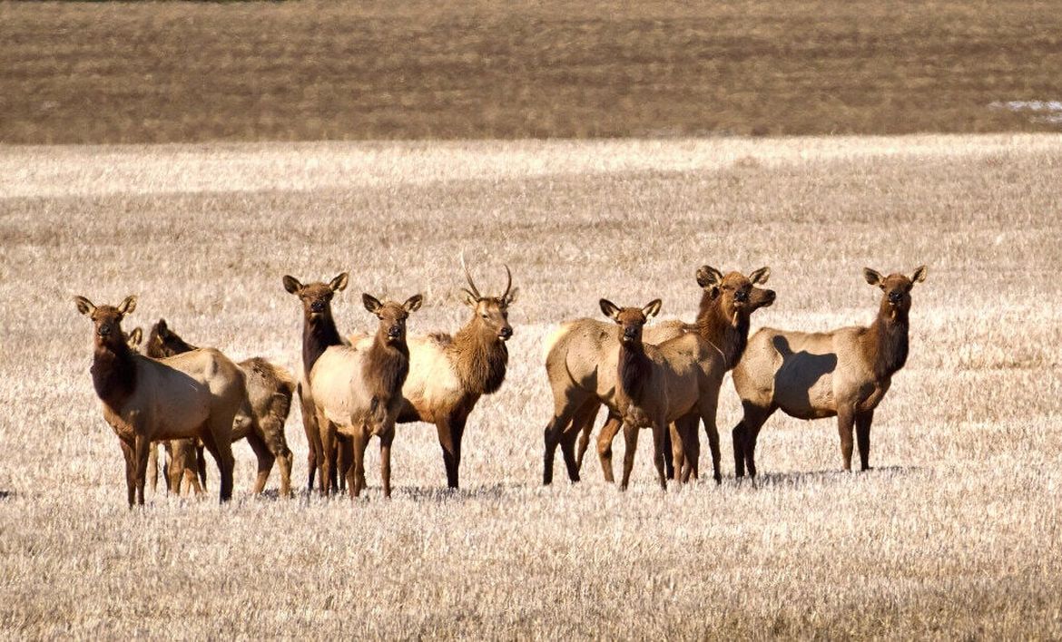 Under pressure: Study analyzes how elk manage threats from predators ...