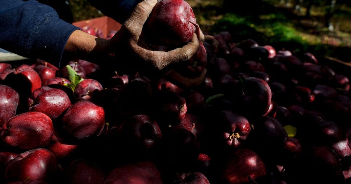 2023 Washington apple harvest starts strong