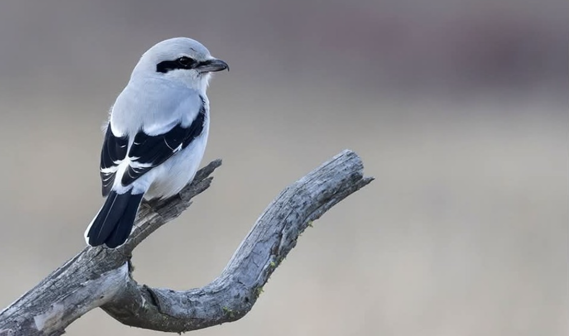 Cool Critters: The cutest terror you'll ever see – a northern shrike