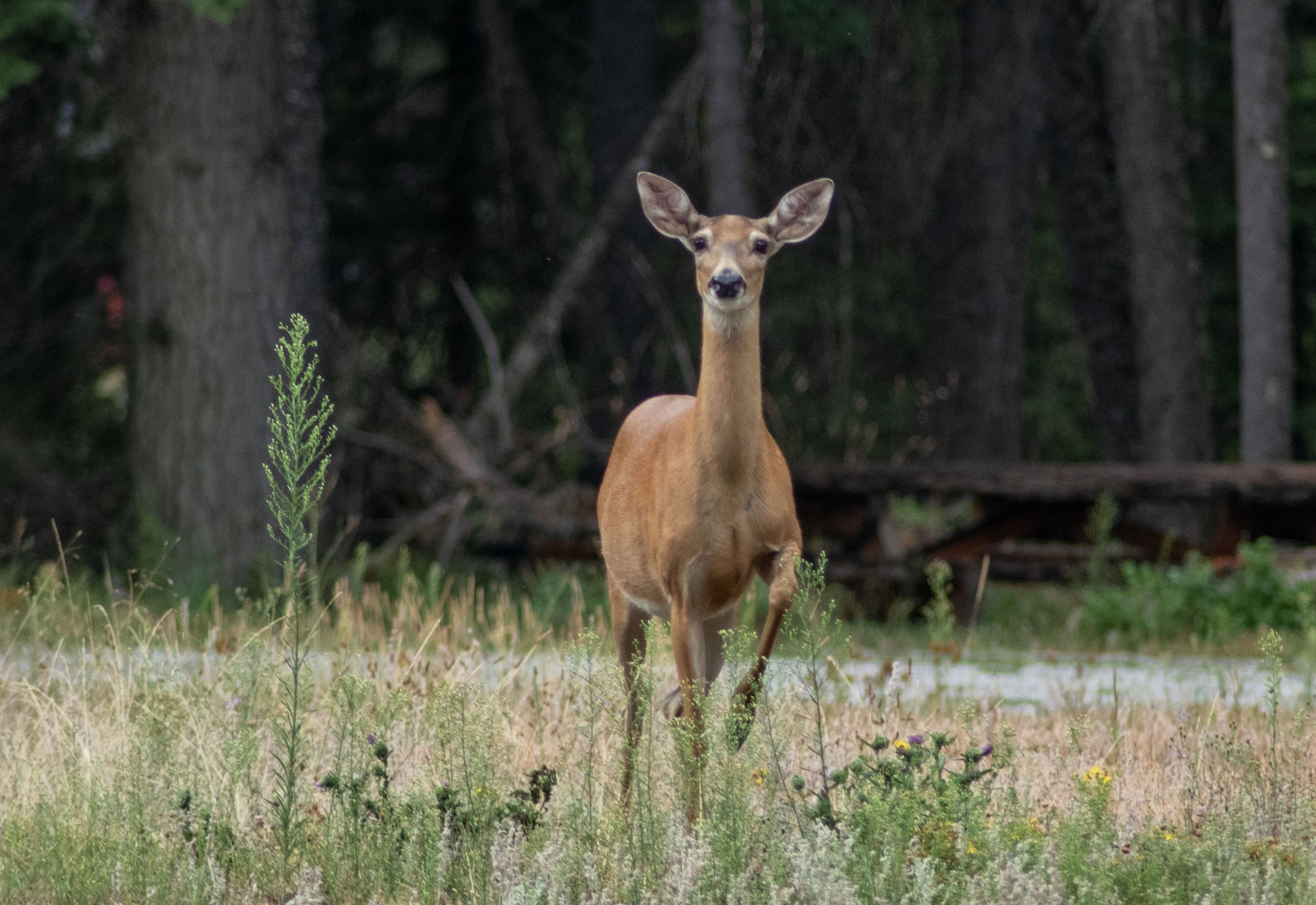 Pullman lab that handles chronic wasting disease testing prepares for ...