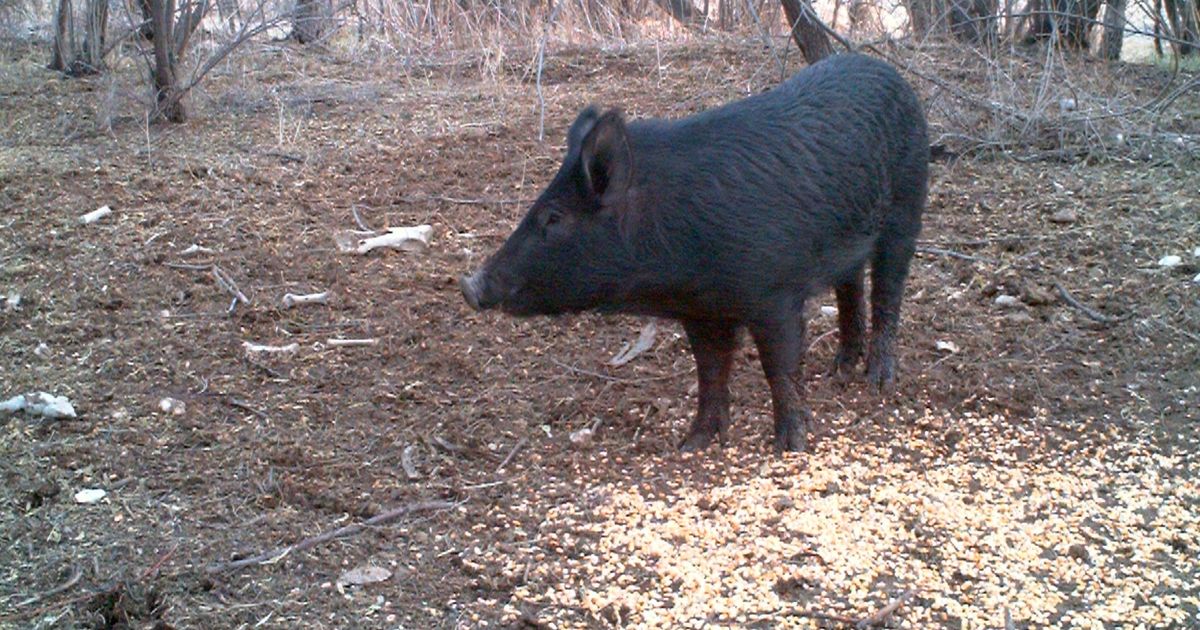 Campaign urges reporting of feral pig sightings