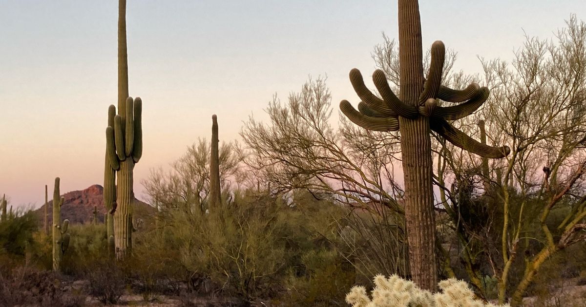 Ask Dr. Universe: Plants have adapted to live in dry climates
