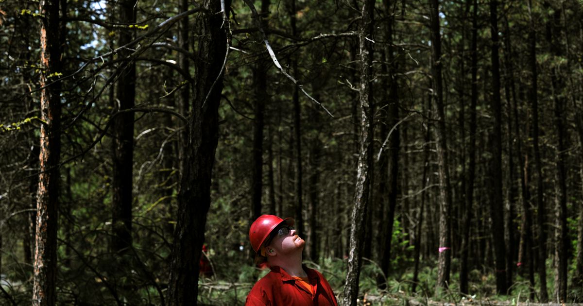 Tree-thinning project good for inmates, forest