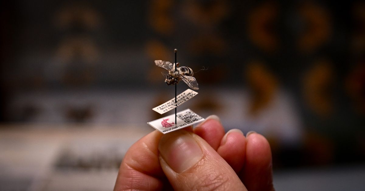WSU makes strides in digitalizing 3 million insect collection - Aug. 7 ...