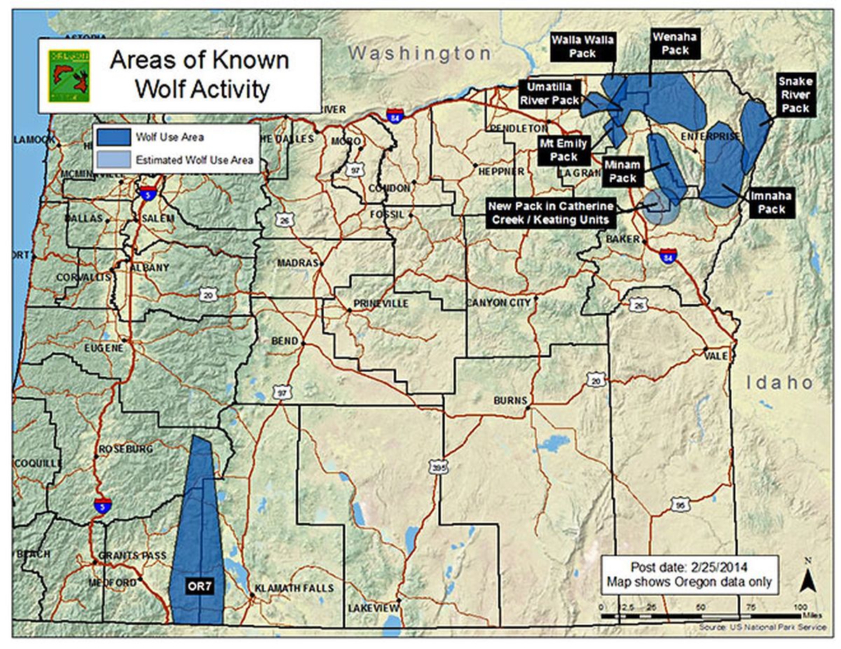 Oregon releases statewide gray wolf status report | The Spokesman-Review