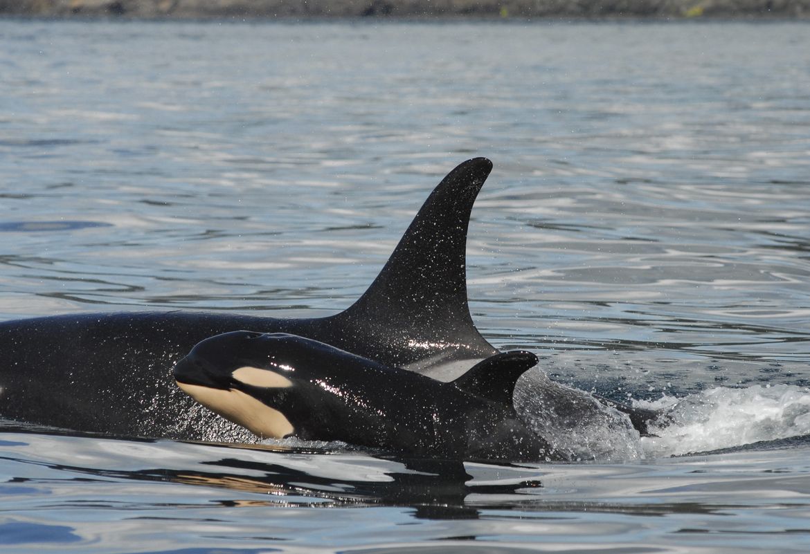 Orcas return to Puget Sound with new baby | The Spokesman-Review
