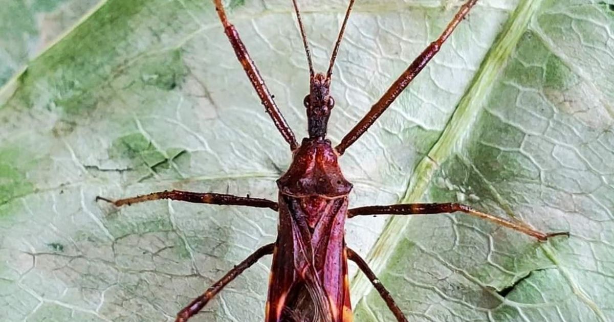 Bugging the Northwest: Finally an assassin you want on your property ... Bugging the Northwest: Finally an assassin you want on your property ...