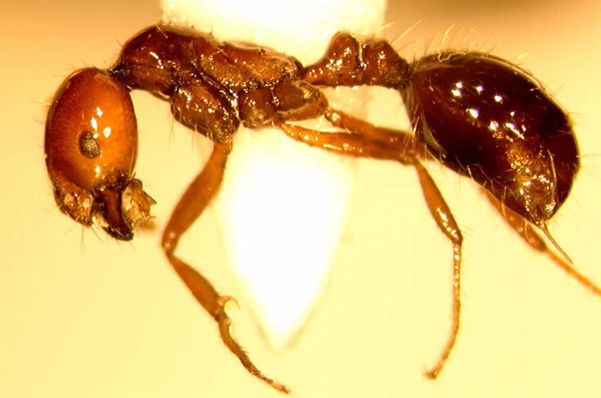 Harvey brings a plague of floating fire ants into Houston | The ...