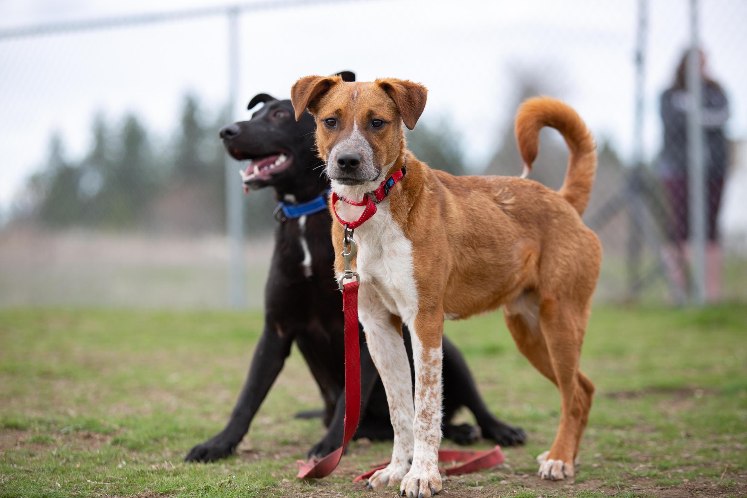 Dogs Playing For Life assessment at the Spokane Humane Society - April ...