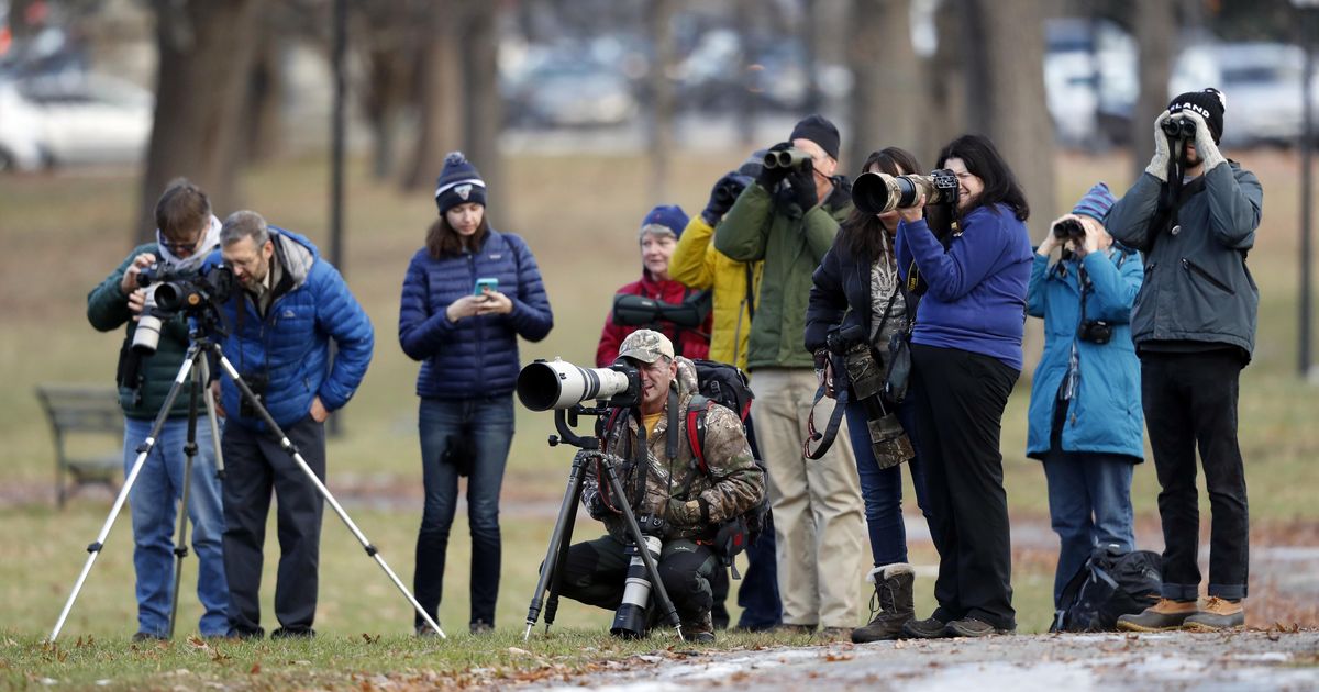 Hawk native to South America wows crowd in Maine park