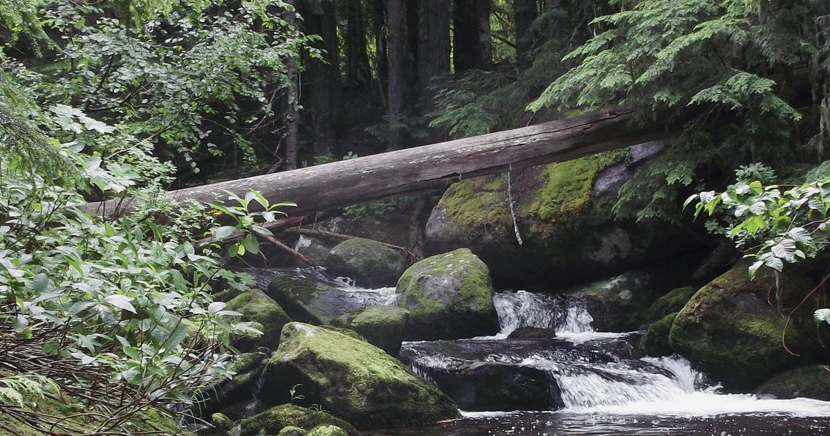 Forest audit finds Idaho loggers following state rules | The Spokesman ...