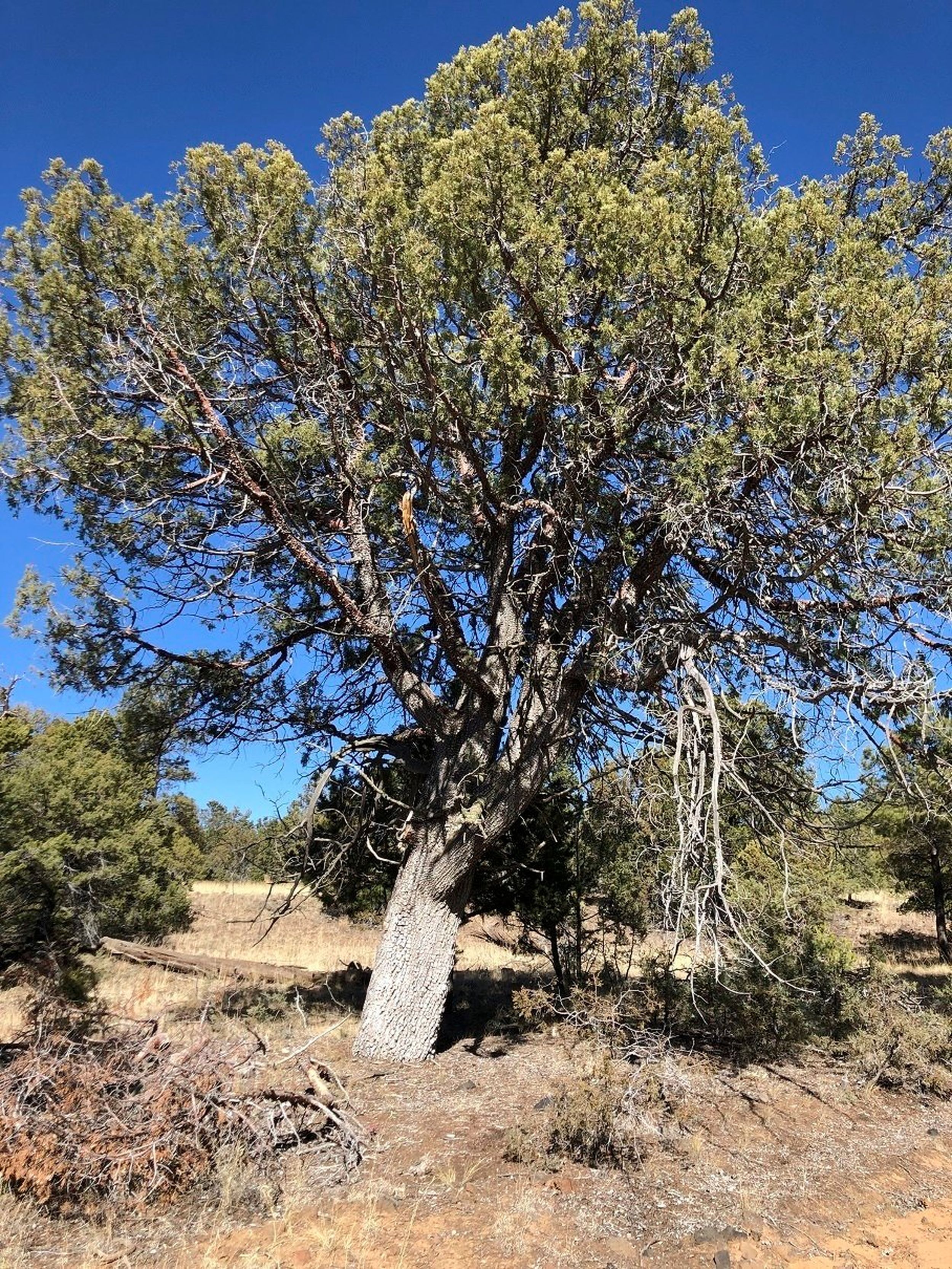 Common Trees In New Mexico