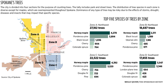 City hopes to grow tree canopy to 30 percent by 2030