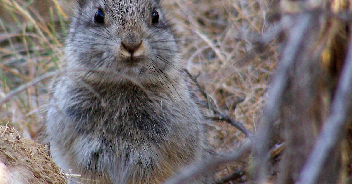 NW today: Group sues to protect pygmy rabbit | The Spokesman-Review