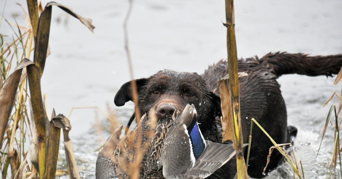 Guide your duck-hunting future with lessons from Paul’s Pond